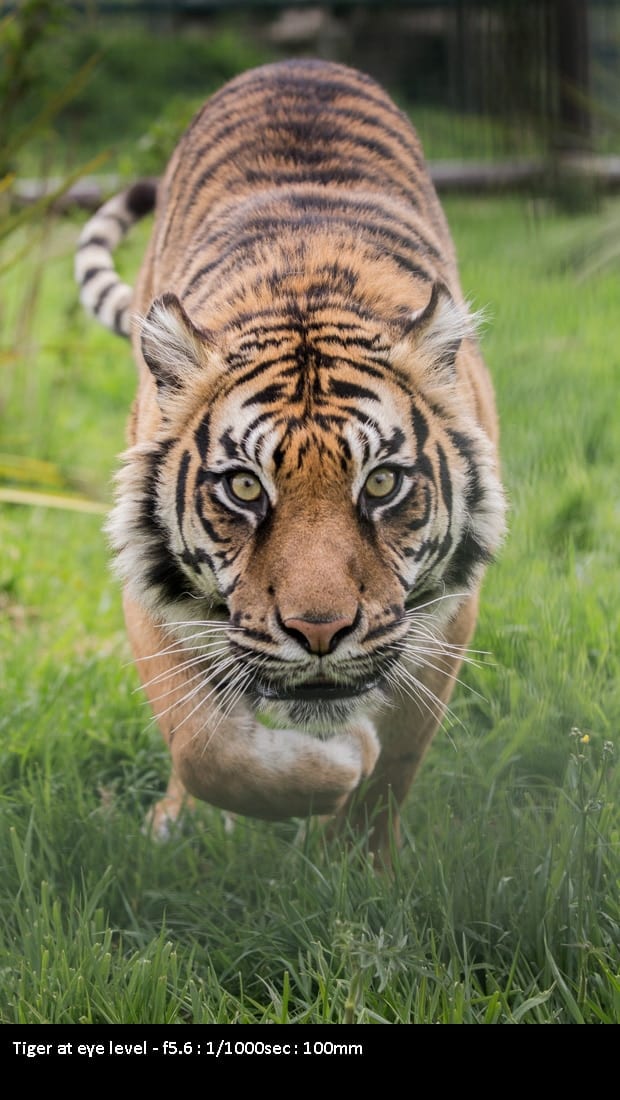 Eye Level View Photography.