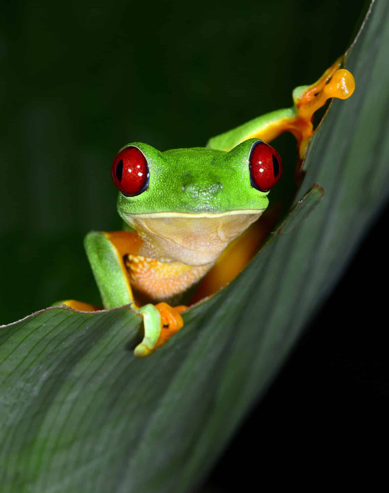 Using Colour Contrast in Photography - Institute of Photography